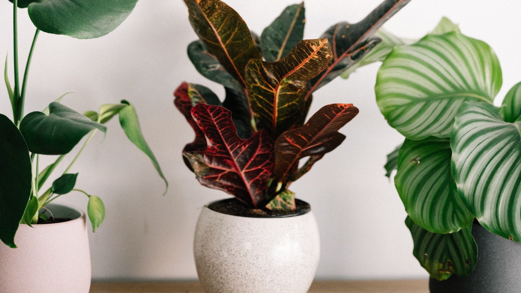Cuántas horas de luz necesita una planta de interior